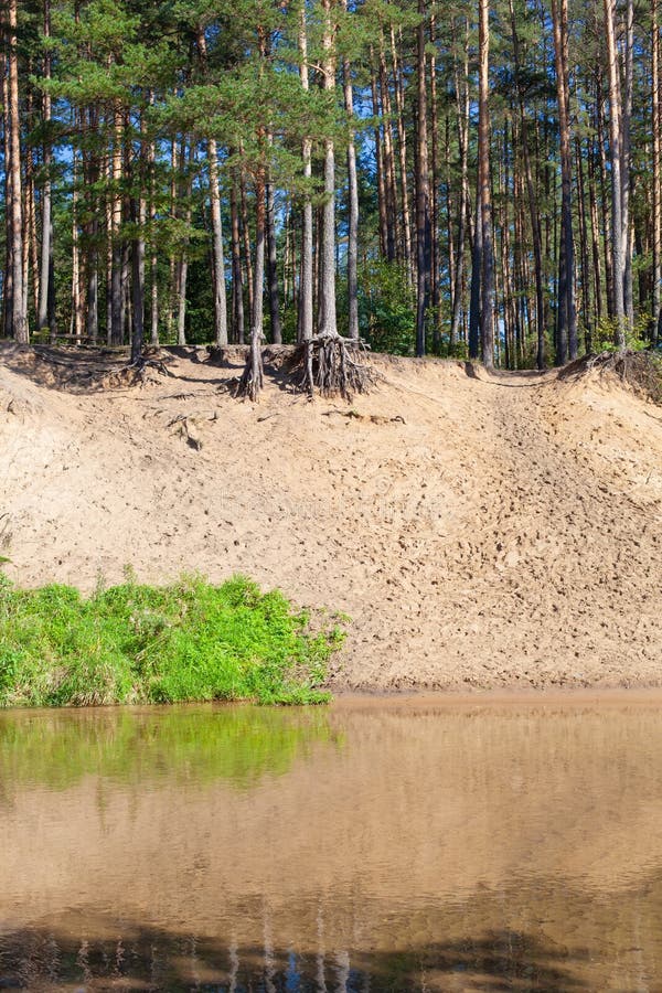 Bare Roots of Trees on Top of a Sandy River Bank in the Forest Stock ...