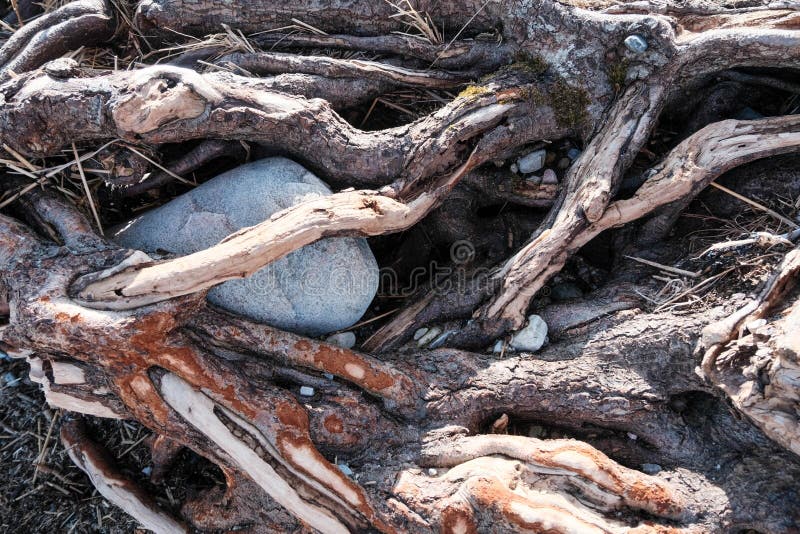 Tree Roots by the Sea. Root Structure on the Estonian Baltic Coast ...
