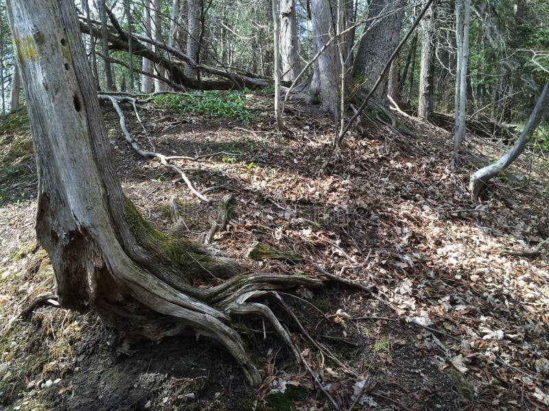 Tree Roots 2- Seaton Trail, Ontario, Canada. Stock Photo - Image of ...