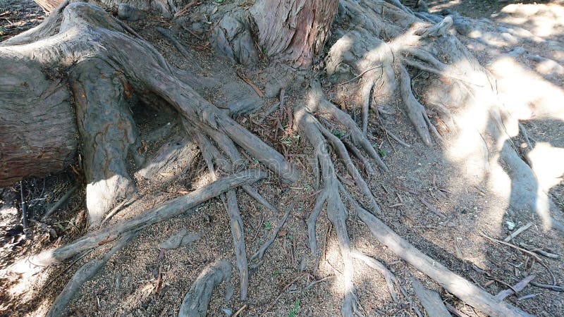 Tree Roots in the Shade stock image. Image of shade - 216942579