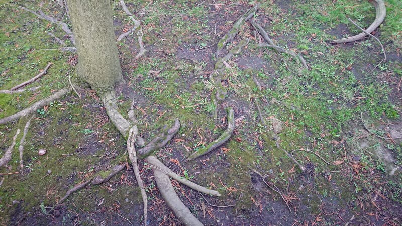 Tree Roots stock image. Image of roots, young, ground - 136086615