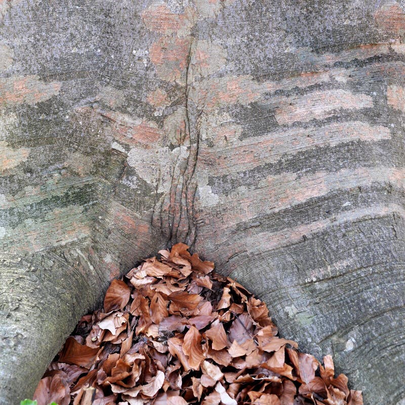 Tree Roots in the Shape of a Female Vagina with Fall Foliage Stock ...