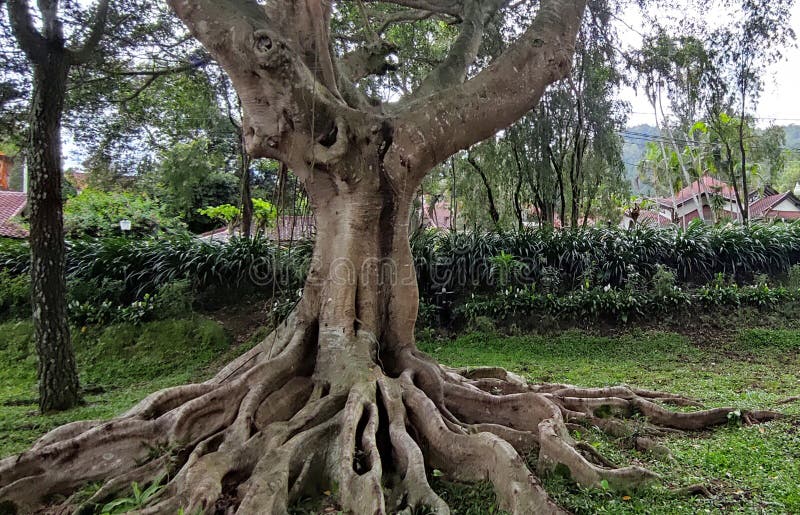 A Tree with Roots Showing Above the Ground Stock Photo - Image of leaf ...