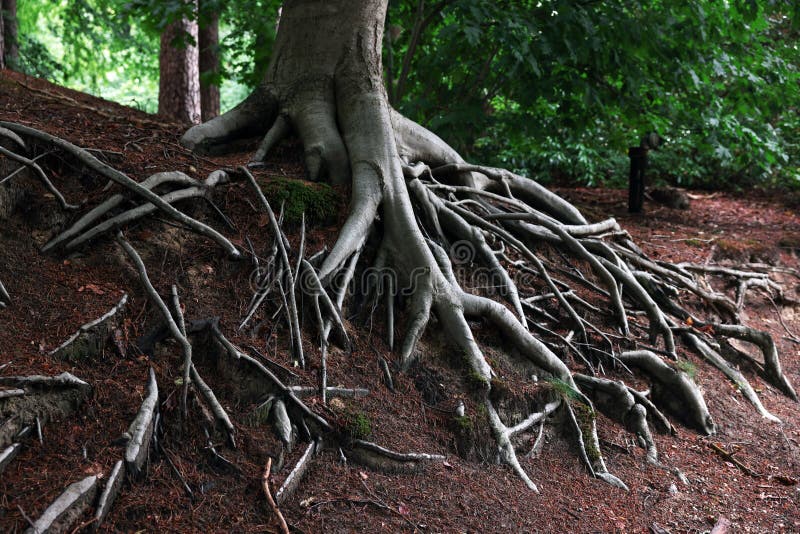 540 Tree Showing Roots Stock Photos - Free & Royalty-Free Stock Photos ...