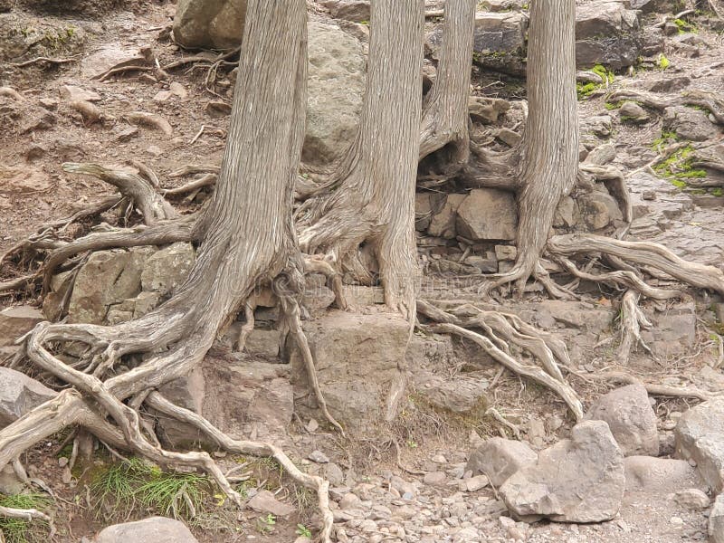 Tree Roots Showing stock photo. Image of nature, rocks - 160407864
