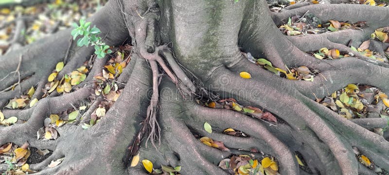 Tree Roots Sinking into the Ground Stock Image - Image of yellow ...