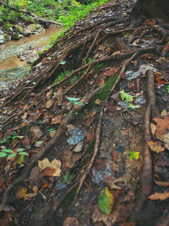Tree Roots Cover the Ground Next To a Stream in the Woods Stock Image ...