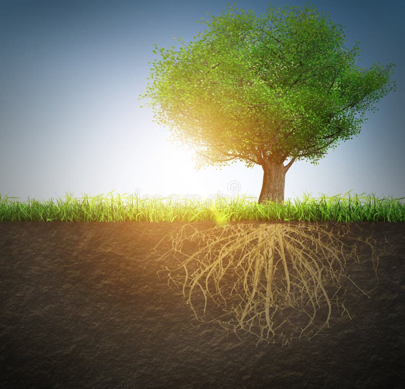 Tree with roots stock illustration. Illustration of green - 43513121