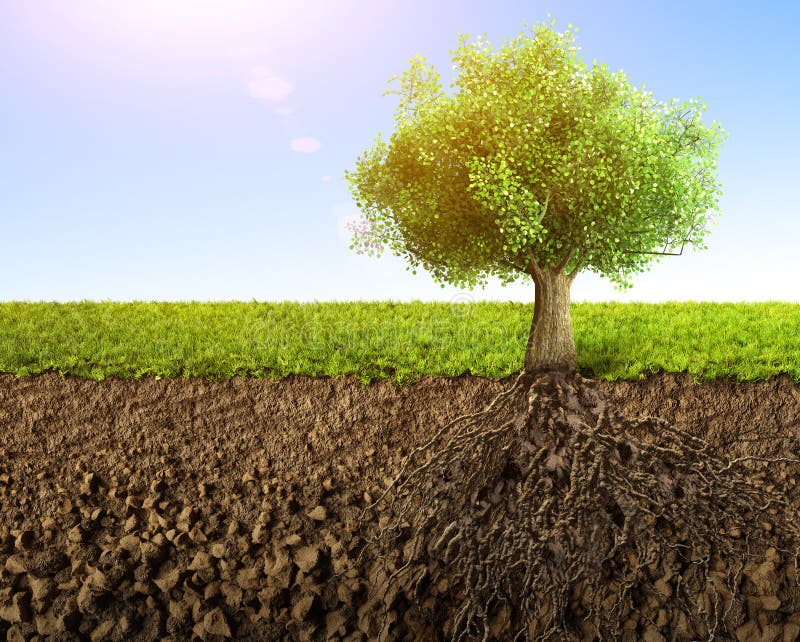Tree with roots stock image. Image of nature, soil, background - 38820107