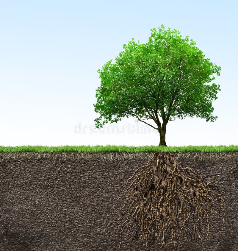 Tree with roots stock photo. Illustration of nature, natural - 50028524