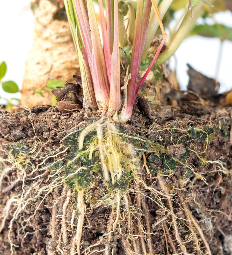 2,672 Tree Soil Grass Roots Stock Photos - Free & Royalty-Free Stock ...