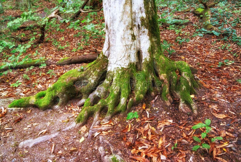 Tree Roots in Southern Forest Covered with Moss Stock Photo - Image of ...