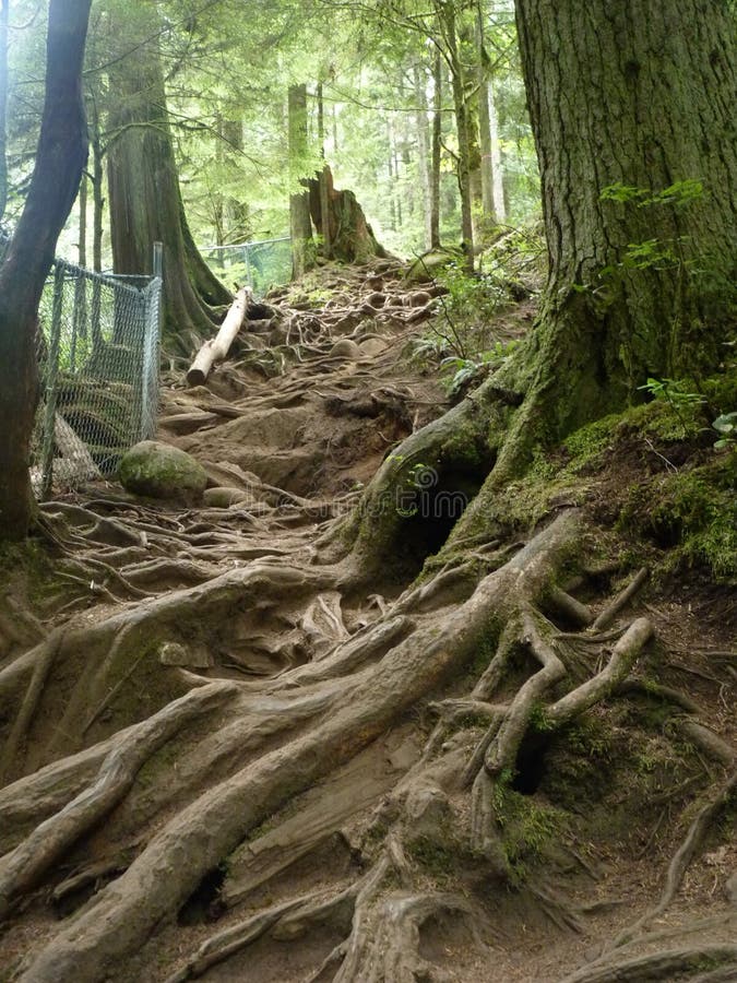 Spiralling Roots Stock Photos - Free & Royalty-Free Stock Photos from ...