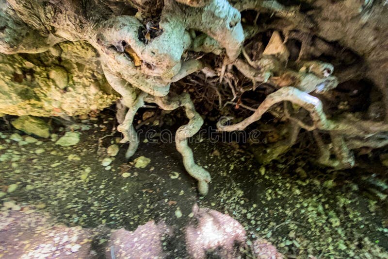 Tree Roots Sprawling Over Rocky Ground, Revealing Complex Botanical ...