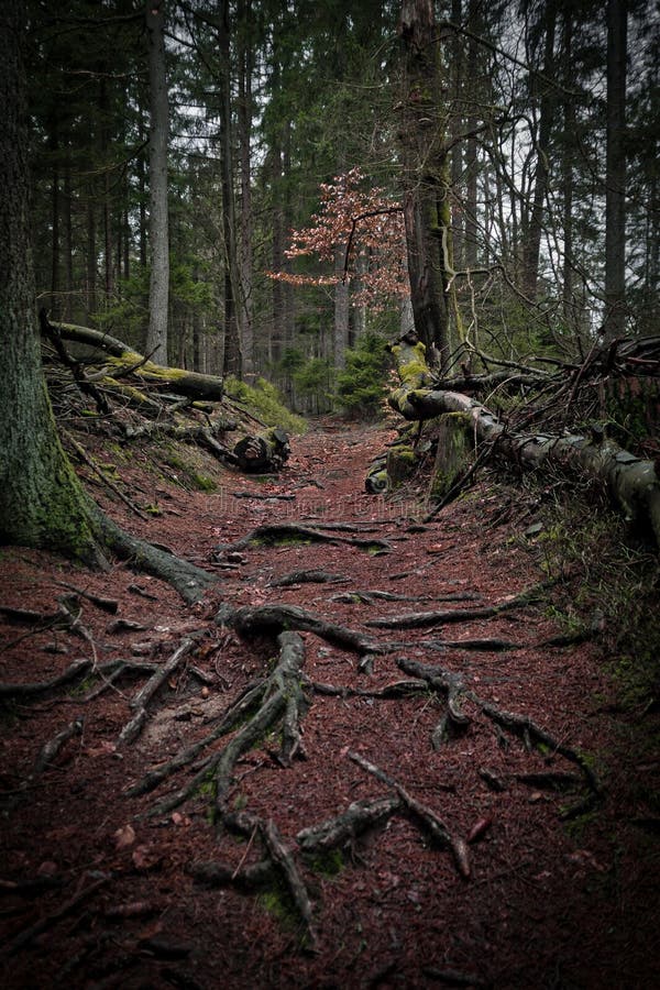 Tree Roots Spread Across a Dirt Path through a Forest Near the Trail ...