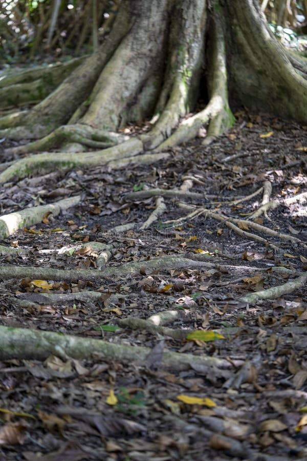 Tree Roots Spread in a Ground in a Park Stock Photo - Image of closeup ...