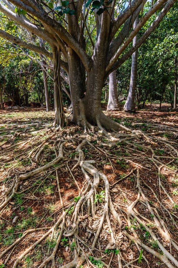 A Tree with Roots that are Spread Out in the Dirt Stock Image - Image ...