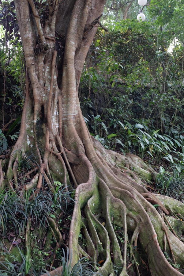 Tree Roots Spreading Out on To Trail Stock Photo - Image of forest ...