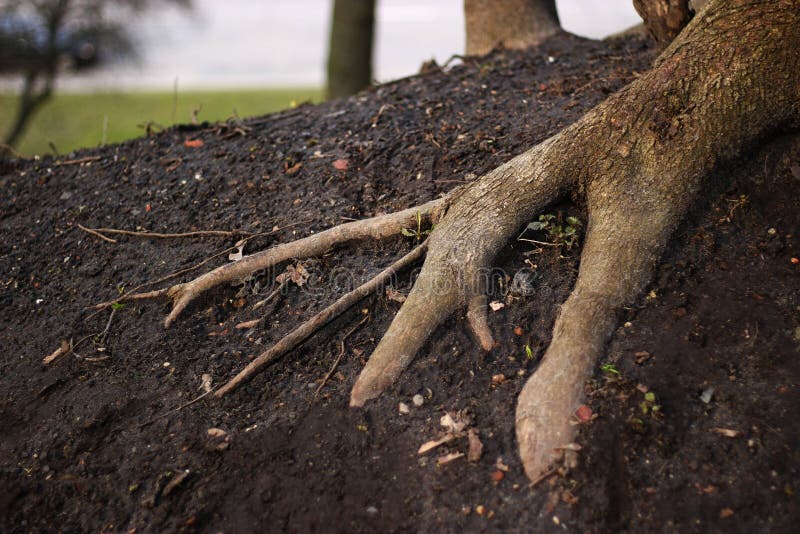 The tree roots stock image. Image of warm, nature, lithuania - 89776019