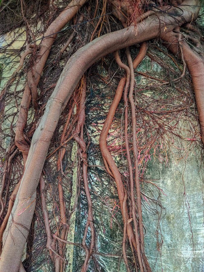 Tree roots on the wall stock image. Image of jungle - 283906623