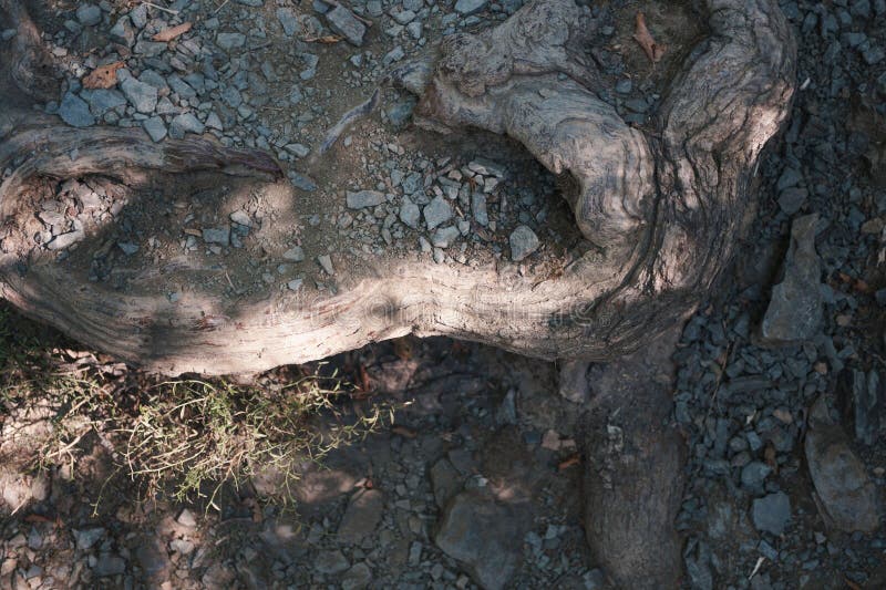 Tree Roots Sprouting through Rocky Mountain Surface, Stock Image ...