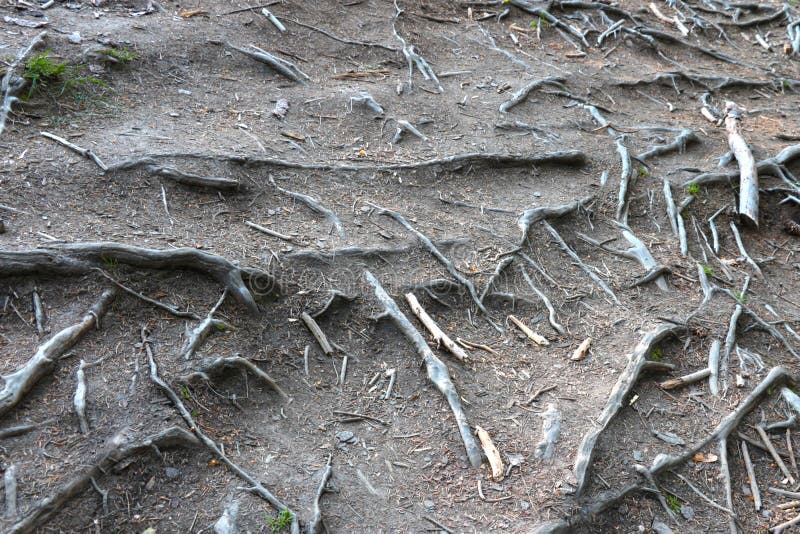 Tree Roots Stick Out of the Ground in the Forest. Stock Image - Image ...