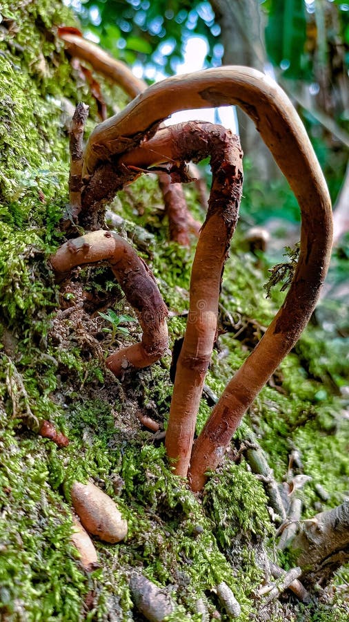 Tree Roots that Stick Out of the Ground and Go Back into the Ground ...