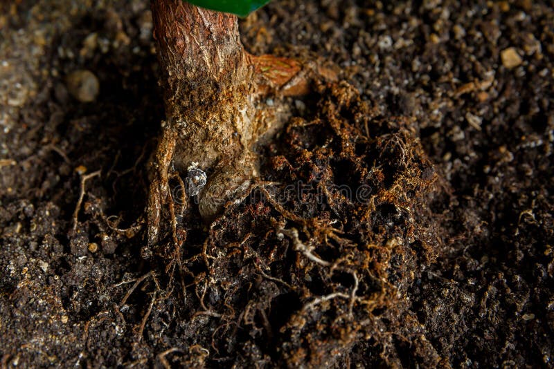 Tree Roots Stick Out of the Ground Stock Image - Image of close, nature ...