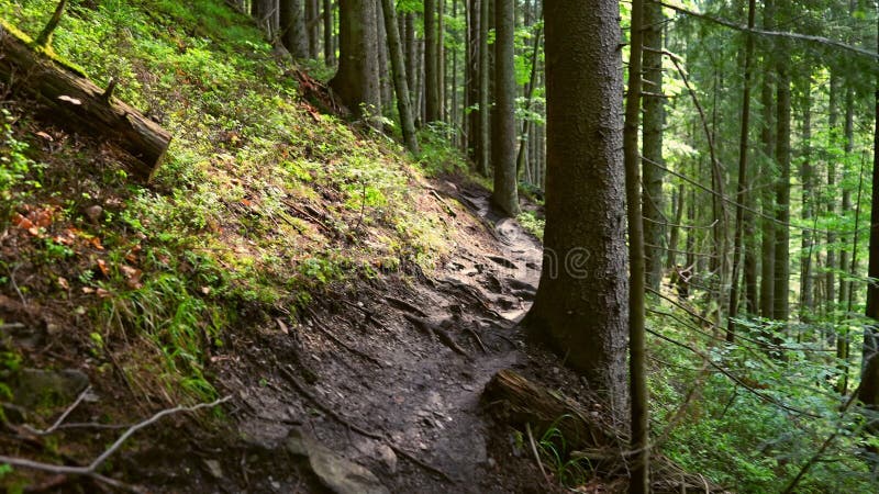 Tree Roots Sticking Out on a Mountain Path. Stock Video - Video of rock ...