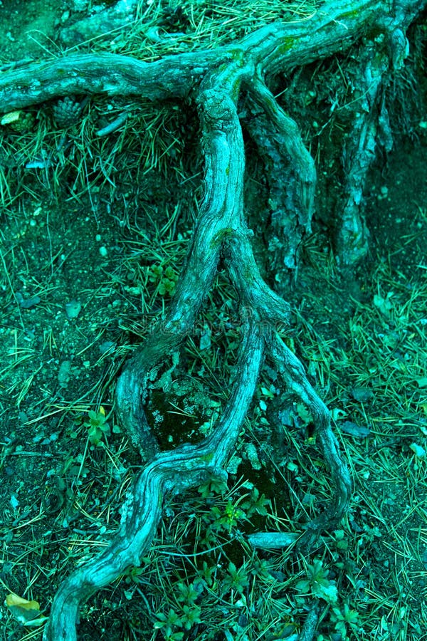 Tree Roots Sticking Out of the Ground Stock Image - Image of forest ...