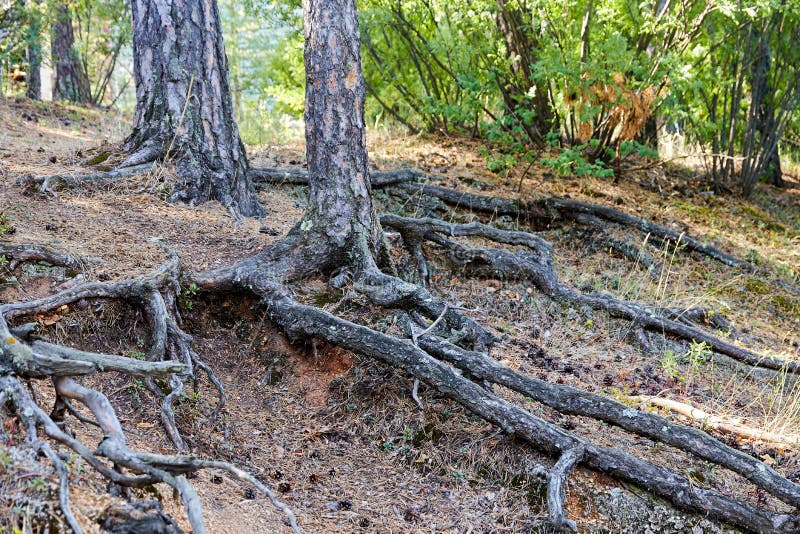 Tree Roots Sticking Out of the Ground Stock Photo - Image of green ...
