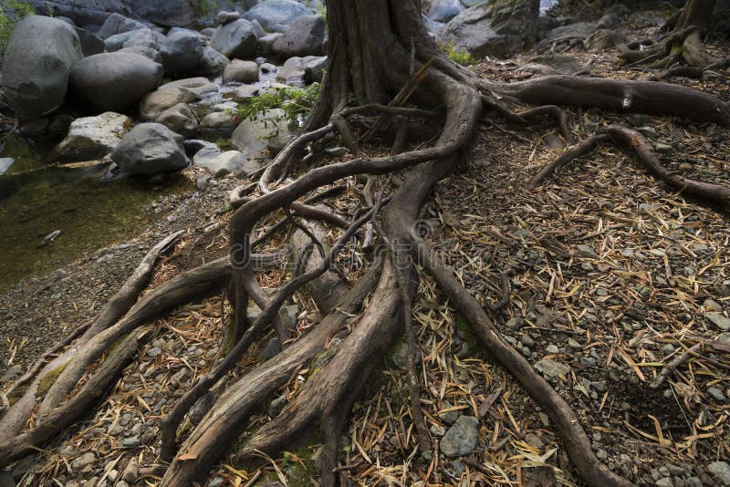 194 Tree Roots Sticking Out Stock Photos - Free & Royalty-Free Stock ...