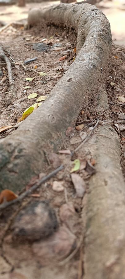 Tree Roots Sticking Out of the Ground in a Garden. Stock Photo - Image ...