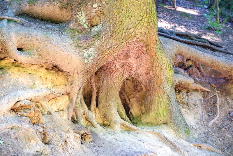 Tree Roots Sticking Out of the Ground. Rows of Trees in Park with Roots ...