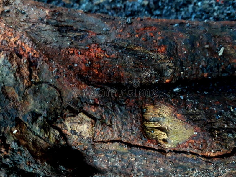 Tree Roots Sticking Out of the Ground Stock Photo - Image of trunk ...