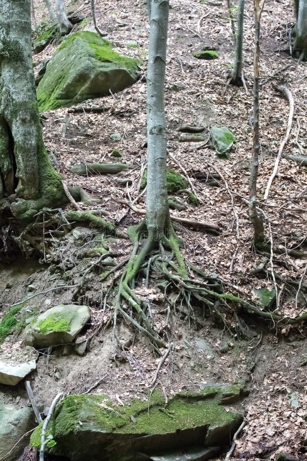 Tree roots on stone stock image. Image of nature, trunk - 244538973