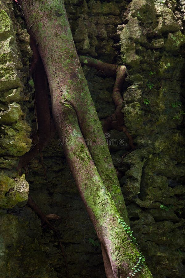 Tree roots on stone wall stock photo. Image of tropical - 102303496