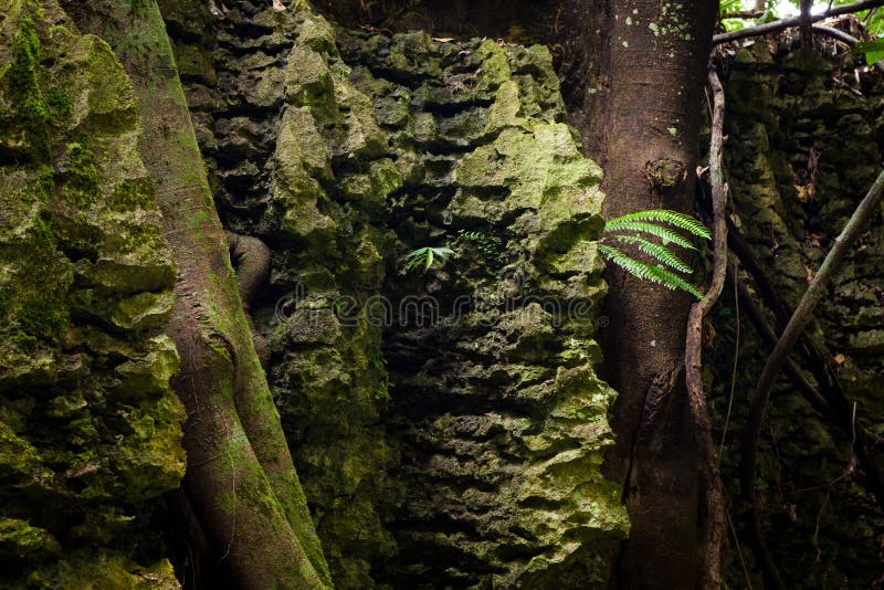 Tree roots on stone wall stock image. Image of pattern - 102303729