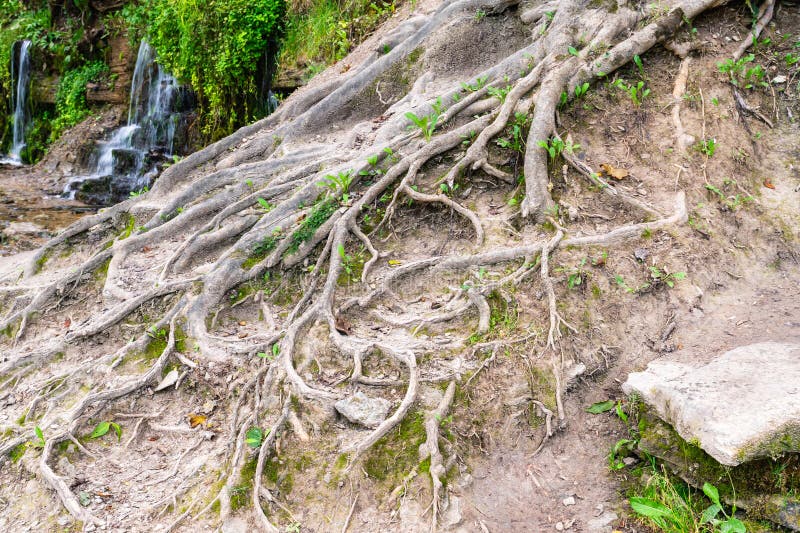 Tree Roots among Stones on a Hillside. Stock Photo - Image of growing ...