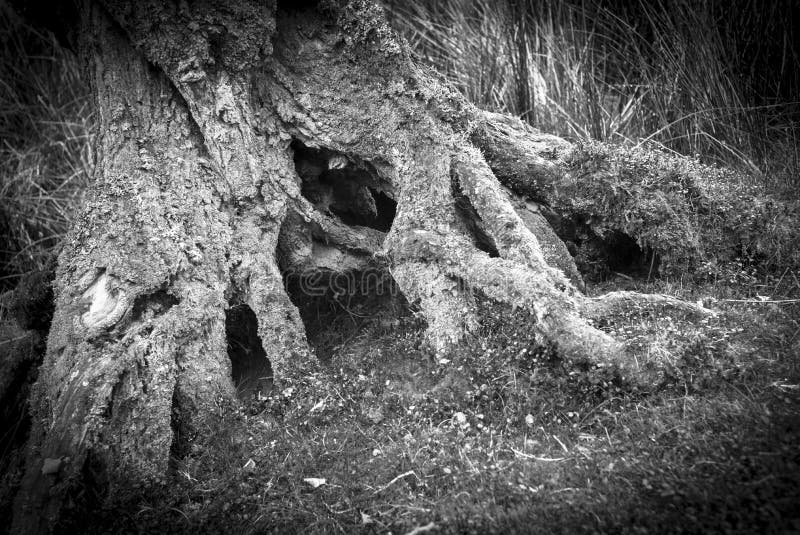 Tree roots stock photo. Image of root, reeds, abstract - 90318762