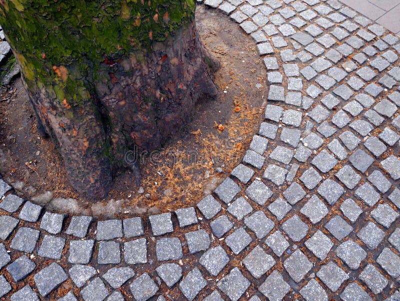 Tree Roots and Street Stones Stock Photo - Image of green, uneven: 69214800
