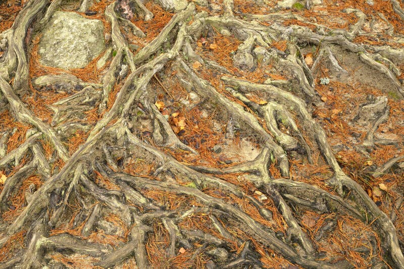 Tree Roots, Stretching Forward Stock Photo - Image of color, wood ...
