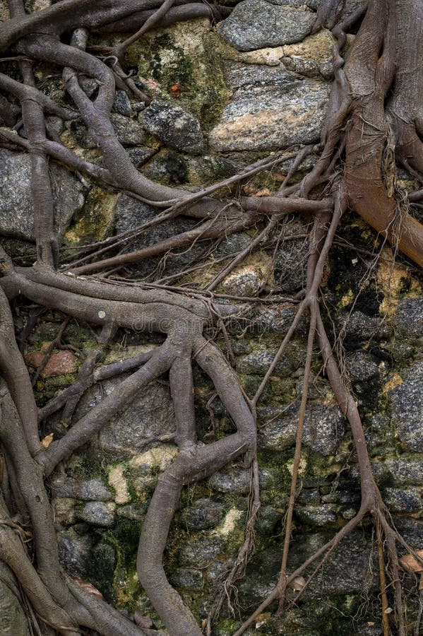 Tree Roots Stuck in Old Stone Wall in Nature Location Stock Photo ...