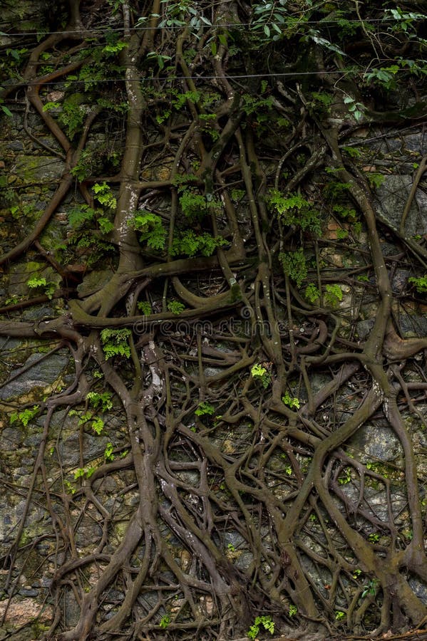 Tree Roots Stuck in Old Stone Wall in Nature Location Stock Image ...