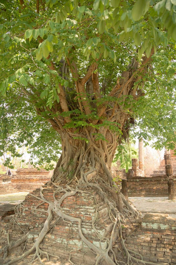 Giant Tree Roots, Sukhothai Historical Park, Thailand Stock Photo ...