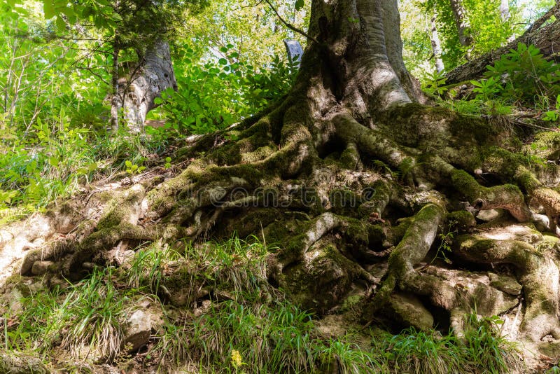 Big Tree Roots on Stone Above River in Tropical Rainforest Stock Image ...