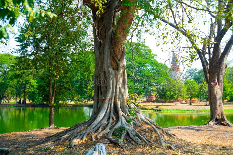 Tree Roots and Sunshine in a Green Forest Stock Photo - Image of nature ...