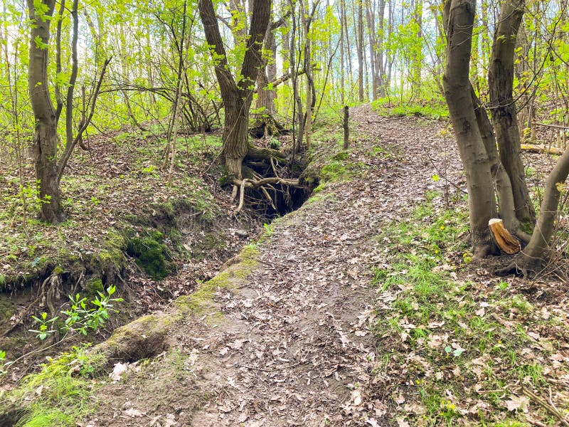 Tree Roots and Sunshine in a Green Forest Stock Photo - Image of ...