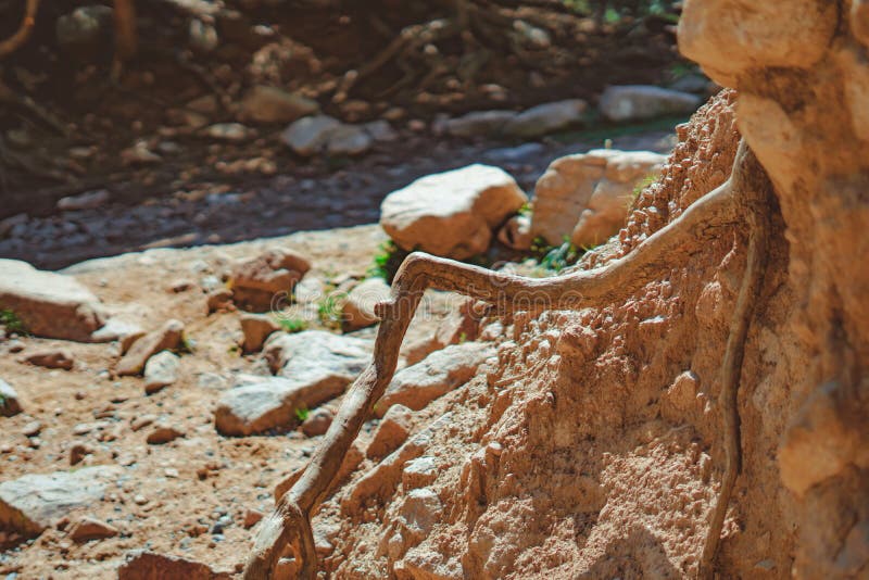 Tree Roots and Sunshine in a Green Forest Stock Image - Image of ...