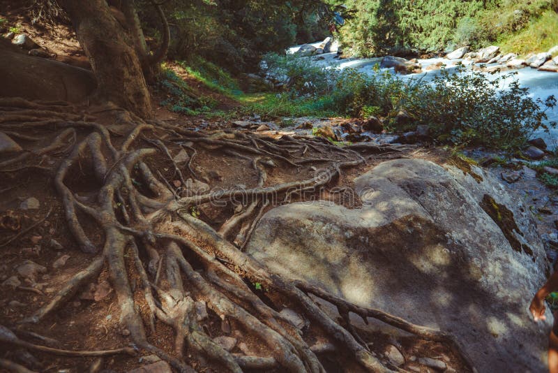 Tree Roots and Sunshine in a Green Forest Stock Photo - Image of ...